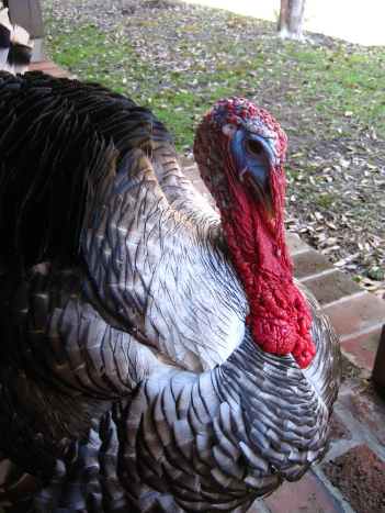 Arkansas Turkey Week