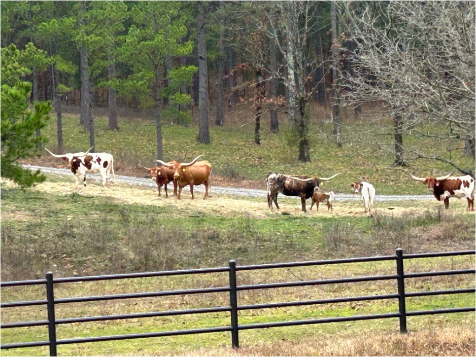Texas Longhorn Cattle