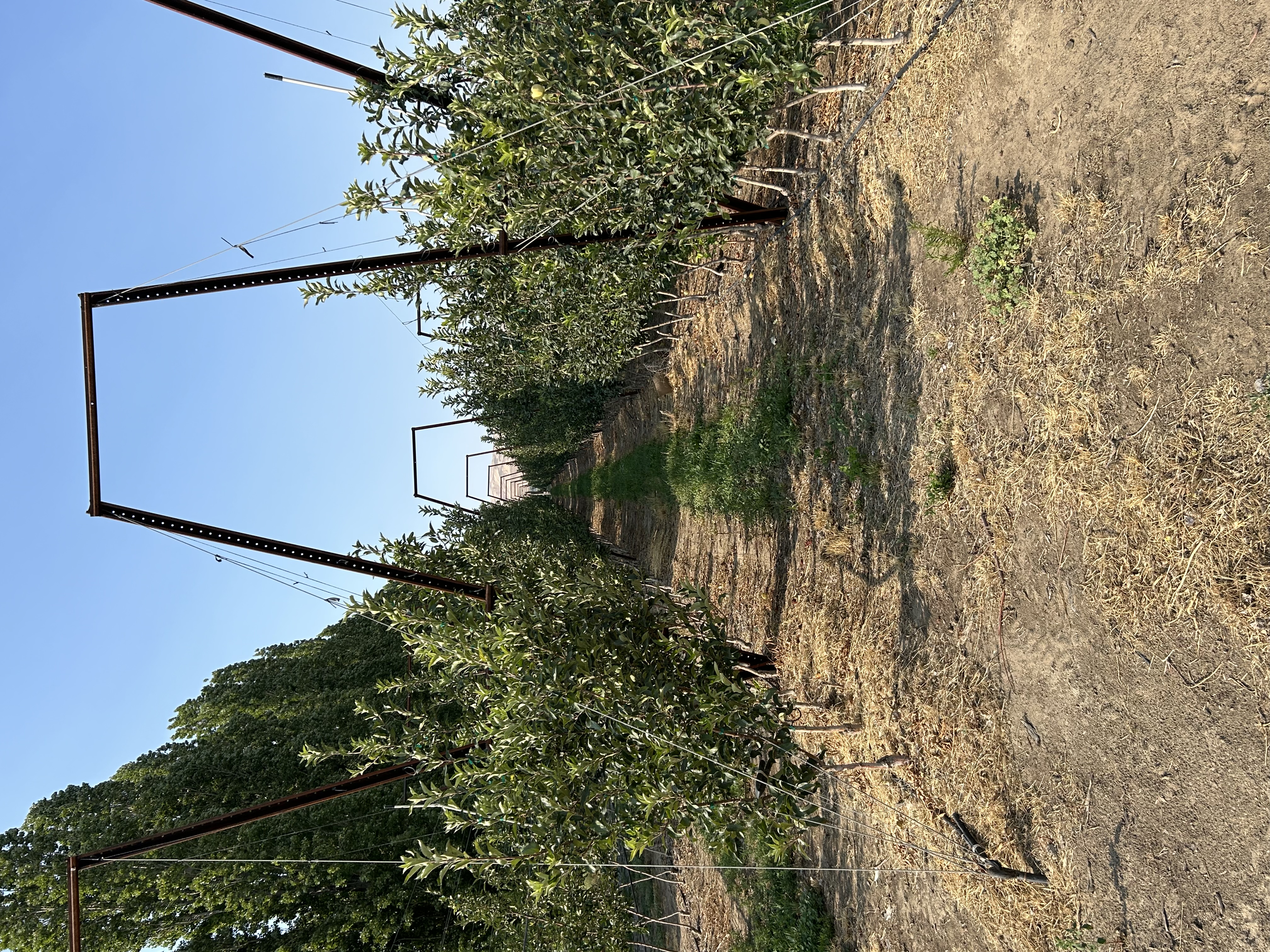 Apples, Apples Everywhere