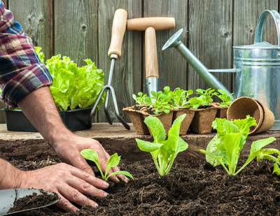 Planting & Maintaining a Vegetable Garden in Arkansas