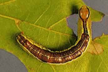 Variable Oakleaf Caterpillar