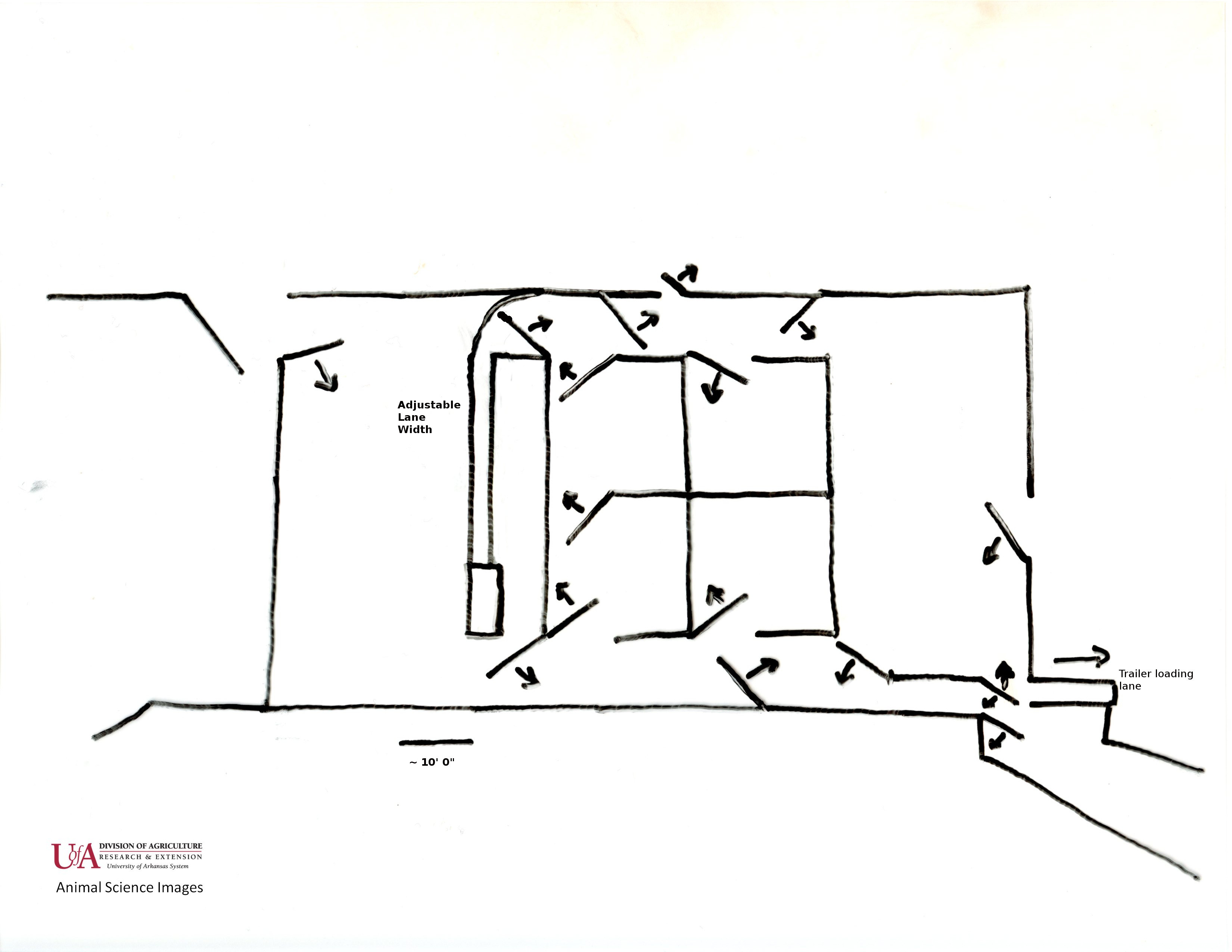 Beef Cattle Handling Facilities