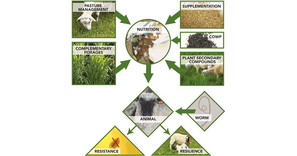 Nutritional Strategies for Small Ruminant Gastrointestinal Nematode ...