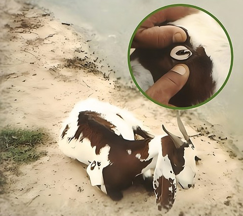 Nutritional Strategies for Small Ruminant Gastrointestinal Nematode ...