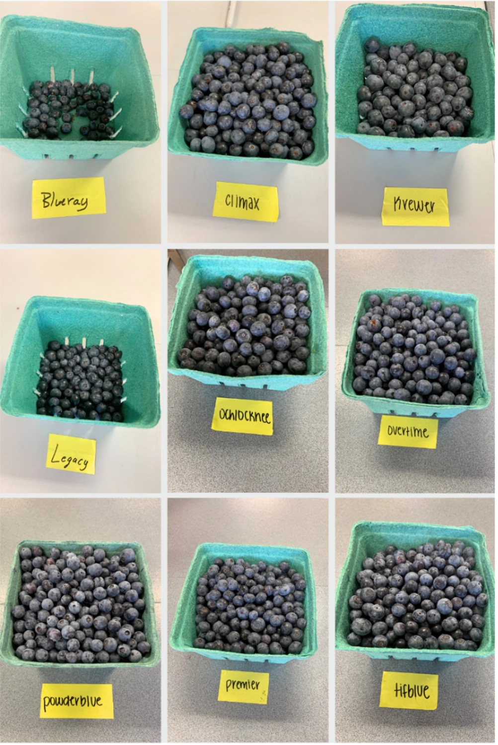 Year 1 Results: Blueberry Variety Trial in Clarksville, Arkansas