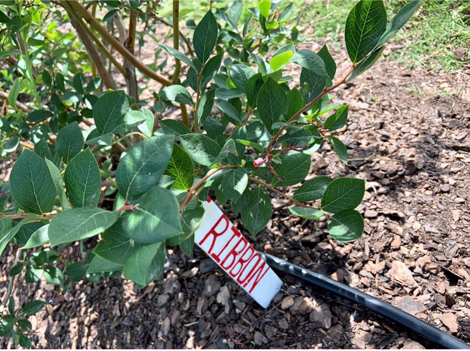Year 1 Results: Blueberry Variety Trial in Clarksville, Arkansas