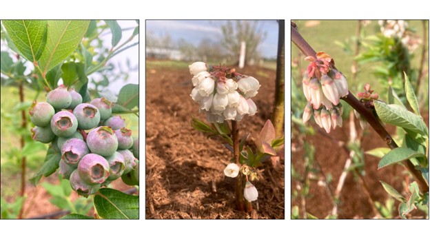 Year 2 Results: Update of Blueberry Variety Trial in Clarksville, AR