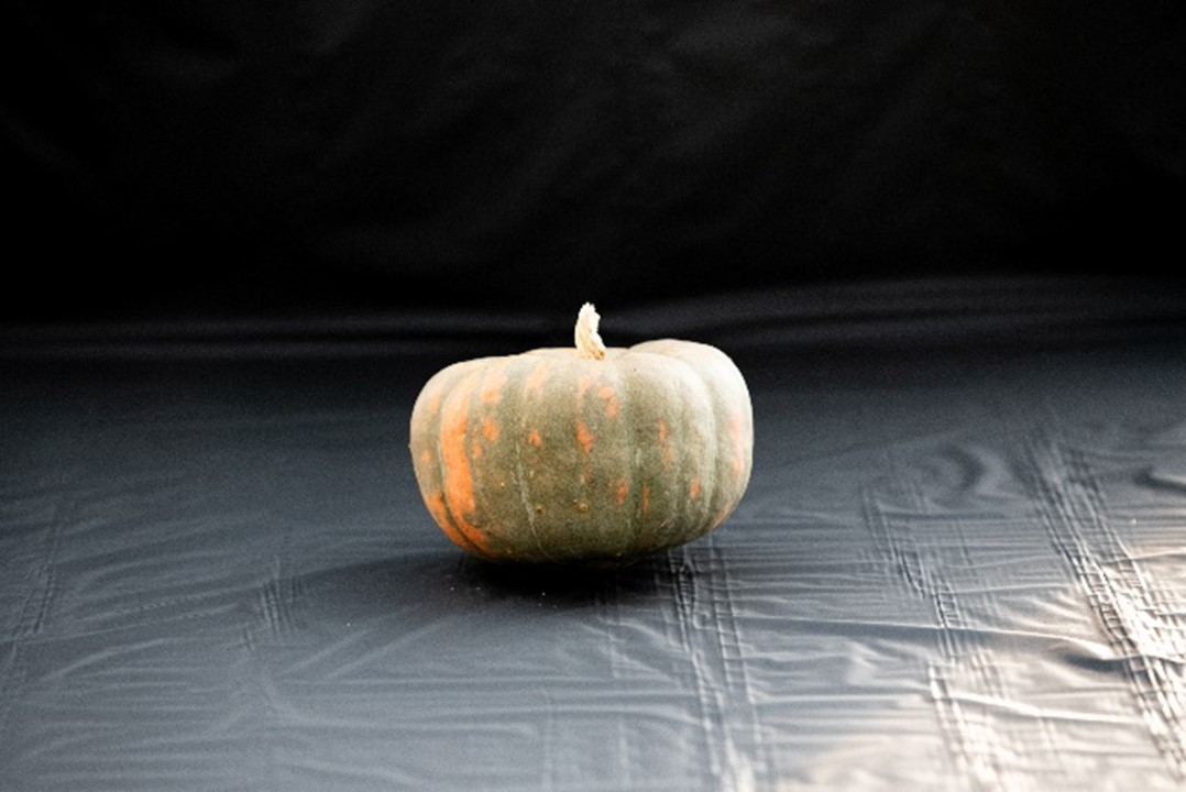 Specialty Pumpkin Variety Trial Grown in Northwest Arkansas