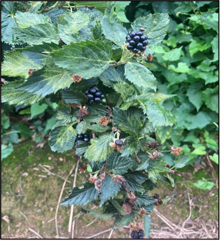 Post-Planting Blackberry Nematode Trial Results