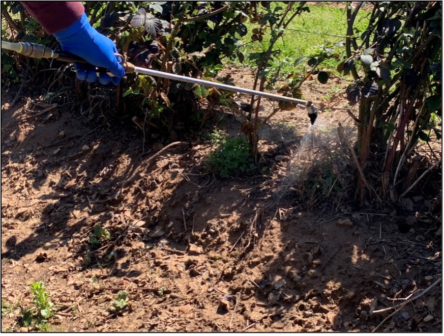 Post-Planting Blackberry Nematode Trial Results