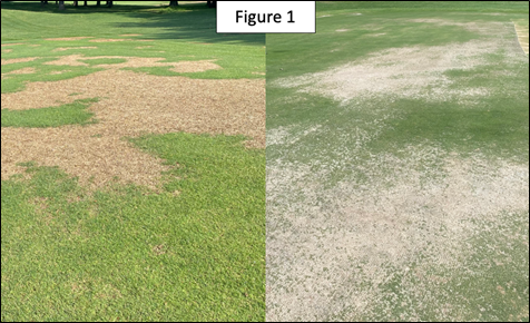 Half-healthy, half-sick––taking a proper turf disease sample…