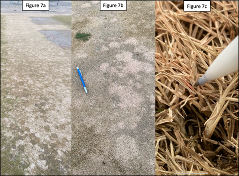 Half-healthy, half-sick––taking a proper turf disease sample…