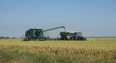 Arkansas Rice | Commercial Row Crops | Production Practices