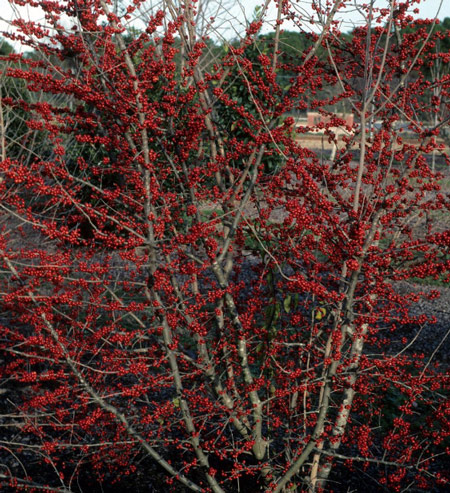 Randy's Plant Pick: Possumhaw
