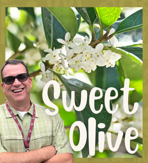 Randy's Plant Pick: Sweet Olive