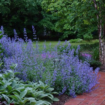 Randy's Plant Pick: Catmint