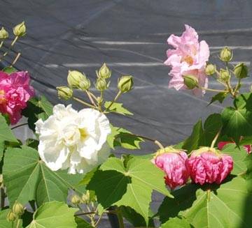 Randy's Plant Pick: Confederate Rose