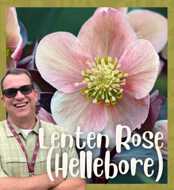 Randy's Plant Pick: Hellebores