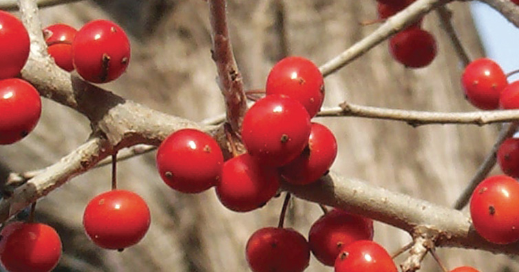 Randy's Plant Pick: Possumhaw