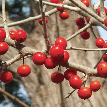 Randy's Plant Pick: Possumhaw