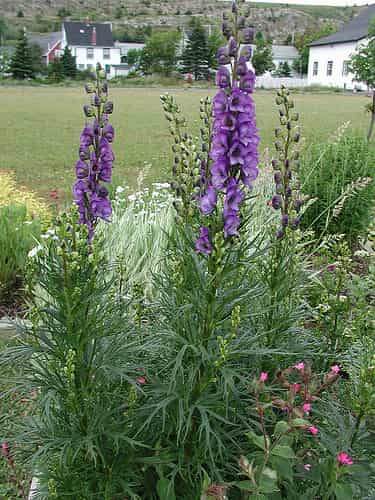 Aconitum Napellus Monkshood Wolfsbane Aconitum Napellus Monkshood Wolfsbane