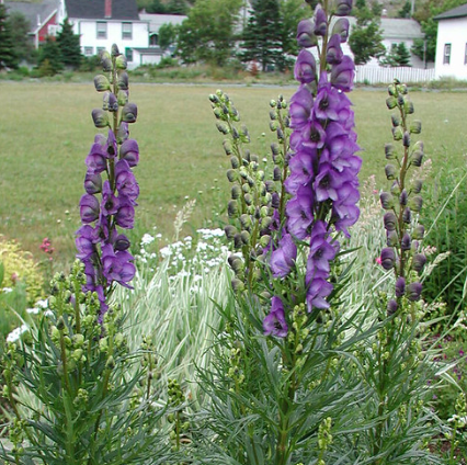 Monkshood, Wolfsbane in the home garden